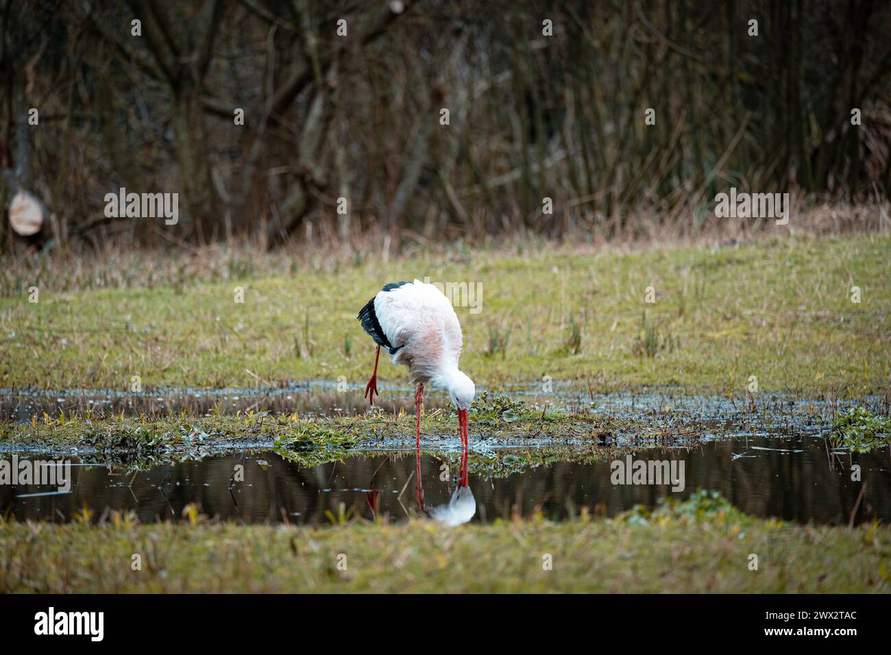 Natural flora in wetland area hi-res stock photography and images - Alamy
