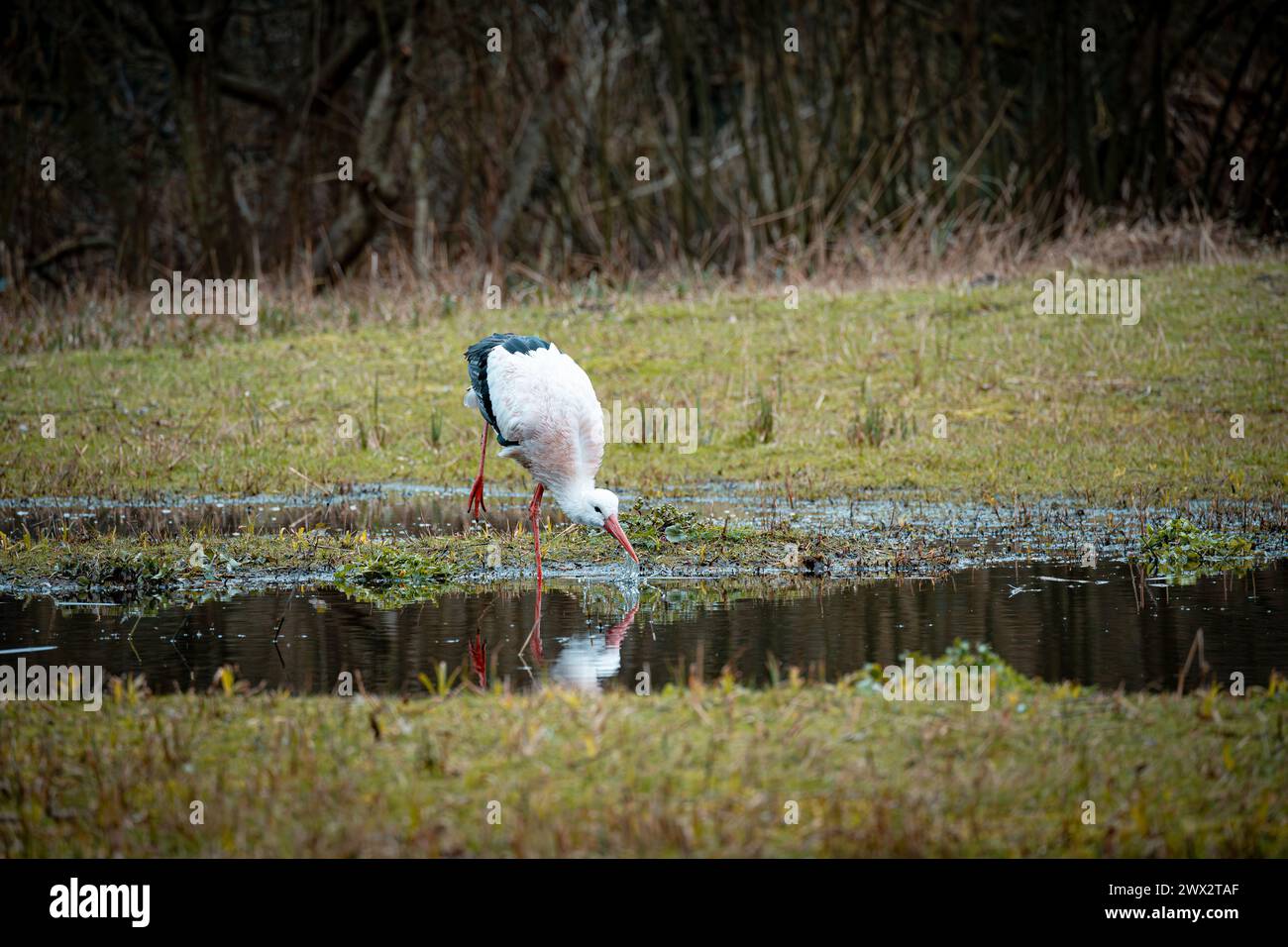 White Stork Wading in a Serene Wetland Stock Photo - Alamy