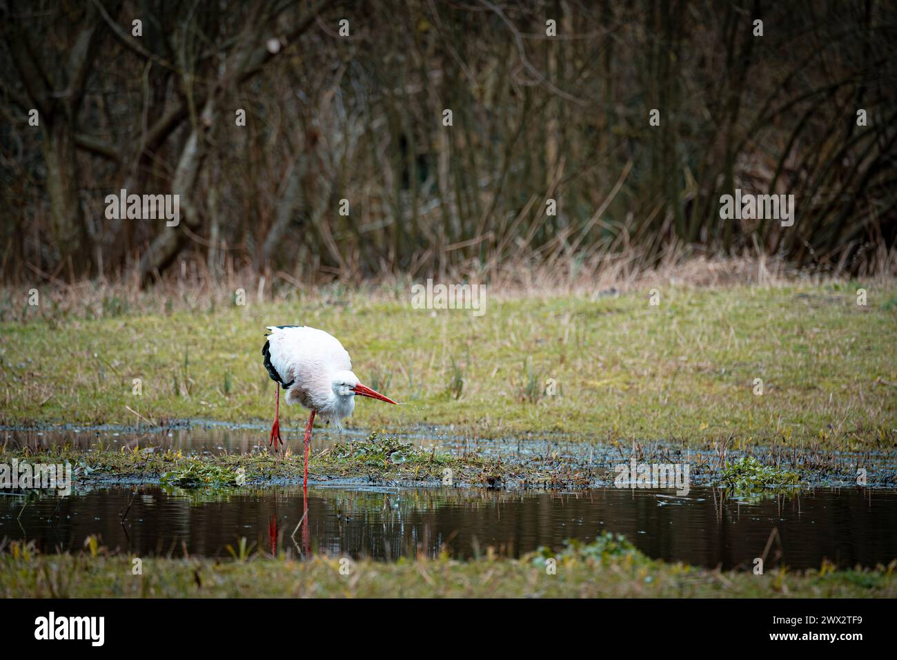 White Stork Wading in a Serene Wetland Stock Photo - Alamy