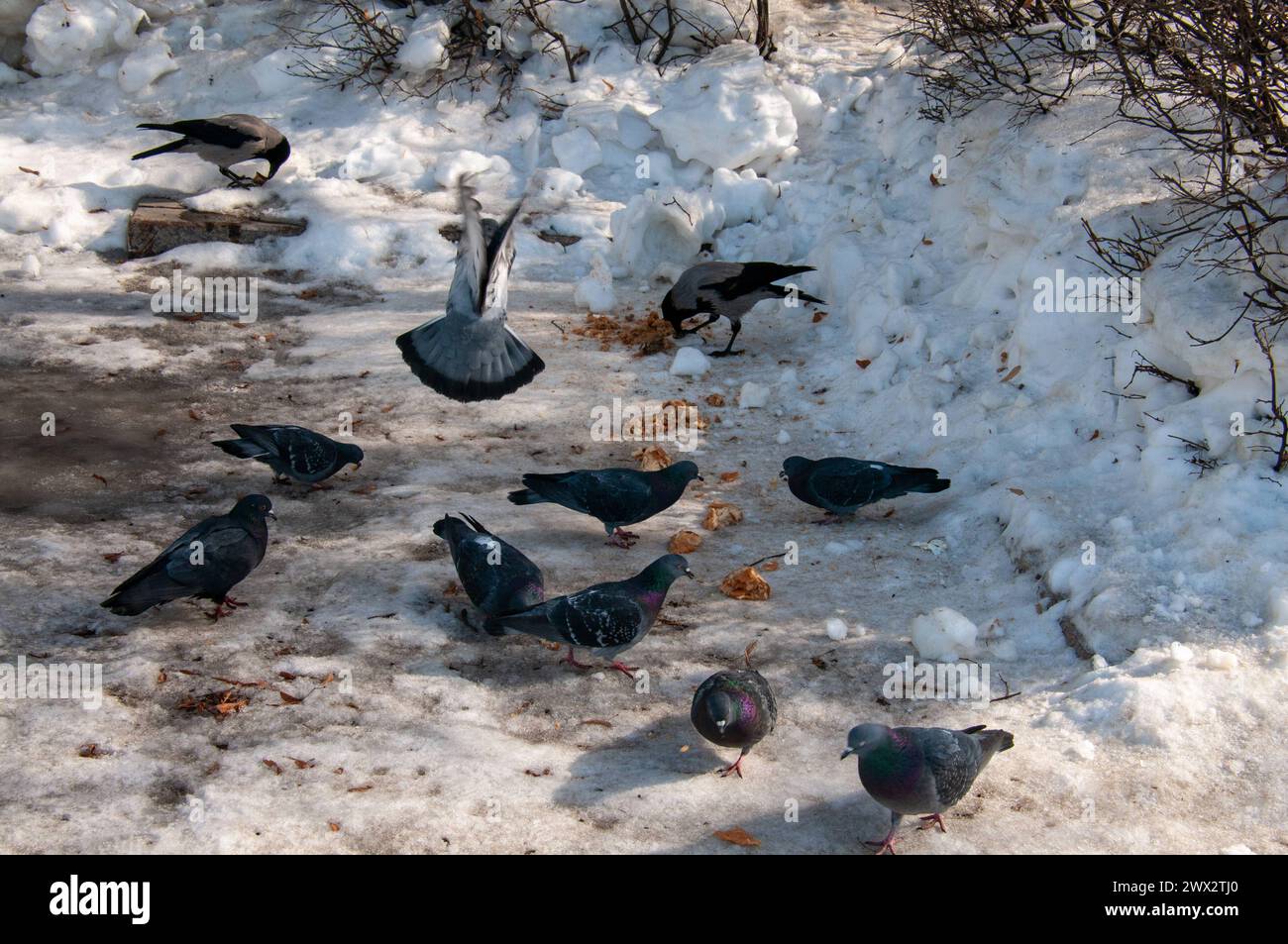 Animals Feeding birds in the park Samara Samara region Russia Copyright ...