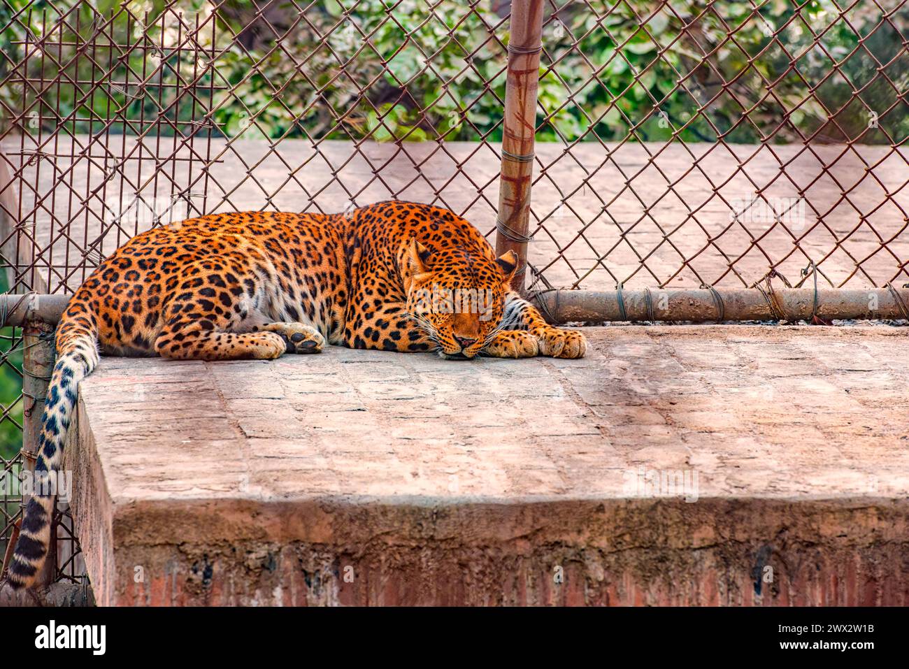 An Indian leopard sleeping inside an enclosure at the National ...