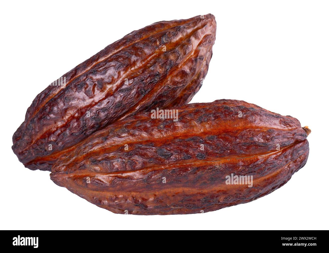 Fresh cacao fruits isolated on white background. Dark red cocoa pods ...