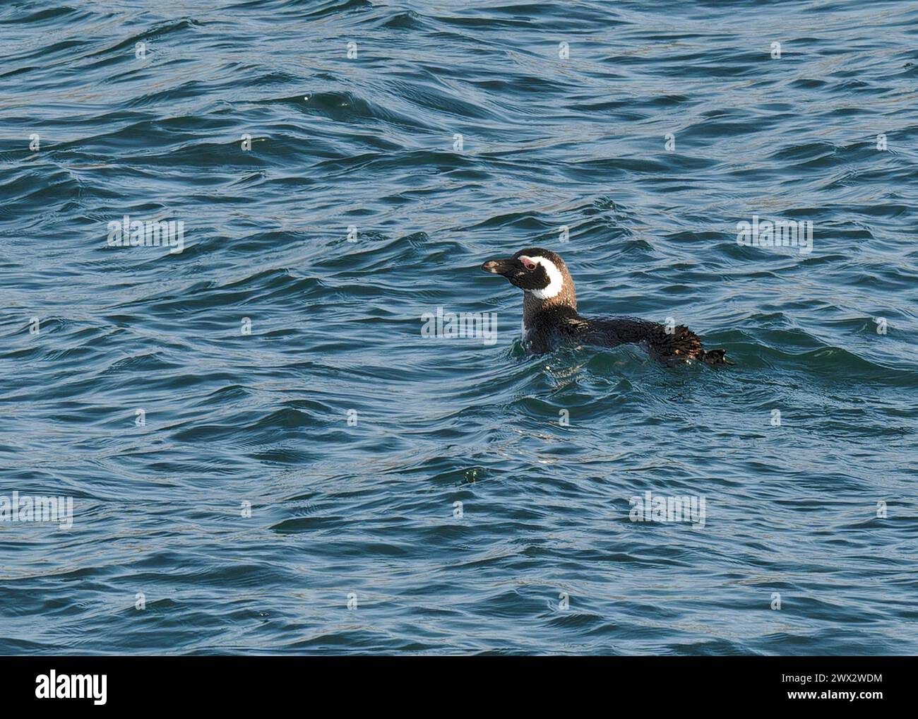 Magellanic Penguin swimming off Carcass Island, Falklands, January 2024 ...