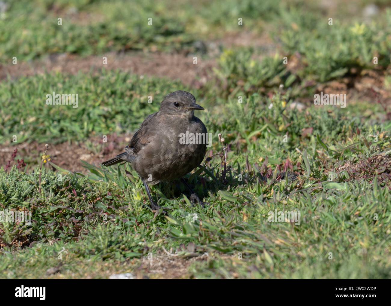 Tussockbird (Cinclodes antarcticus), Carcass island, Falklands, Jaunary ...