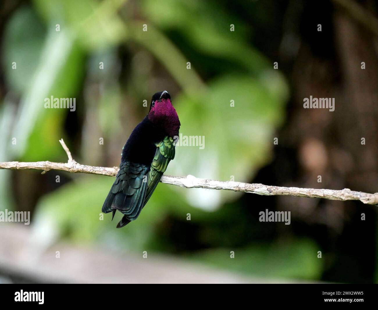 purple-throated carib or Eulampis jugularis, on a branch, turning head ...