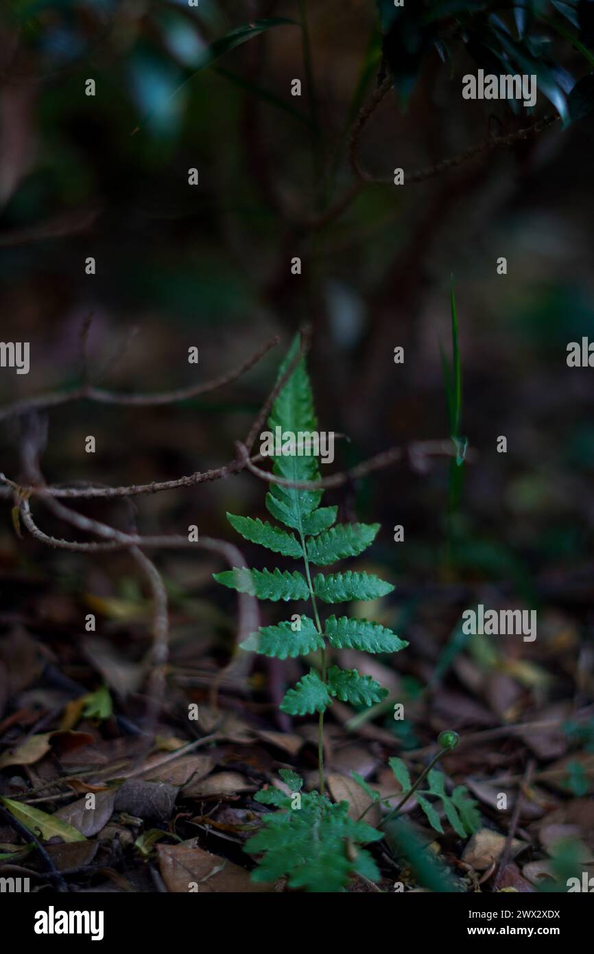 Ground of lush greenery hi-res stock photography and images - Alamy