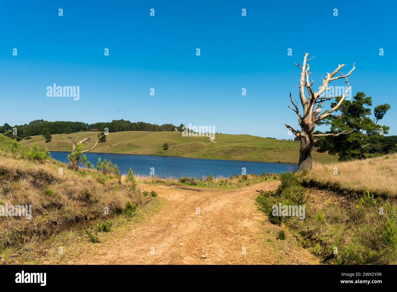 Brazilian subtropical highlands grasslands hi-res stock photography and ...