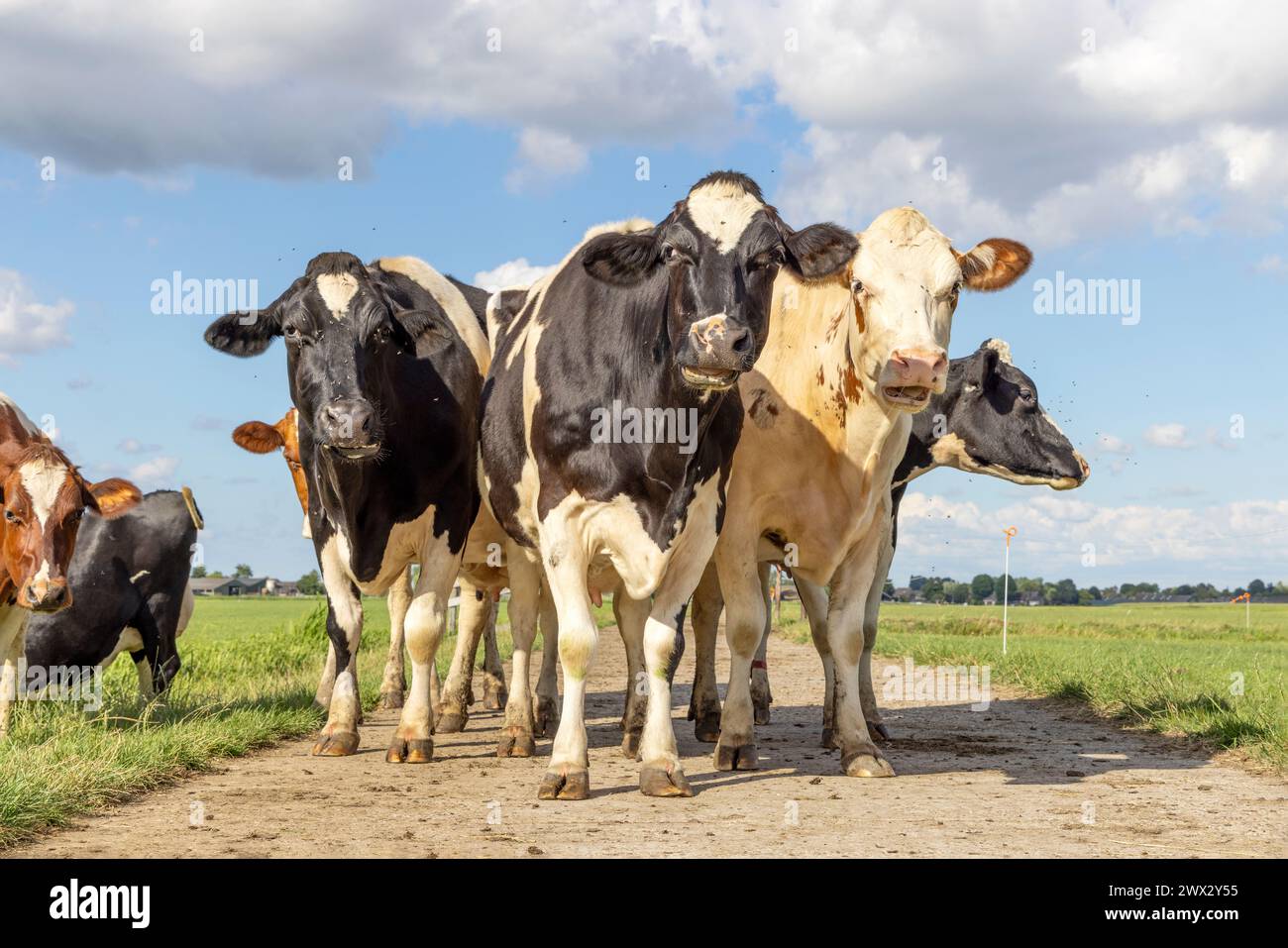 Group cows together on a path, in a field in front row, a black and white herd, happy and joyful ...