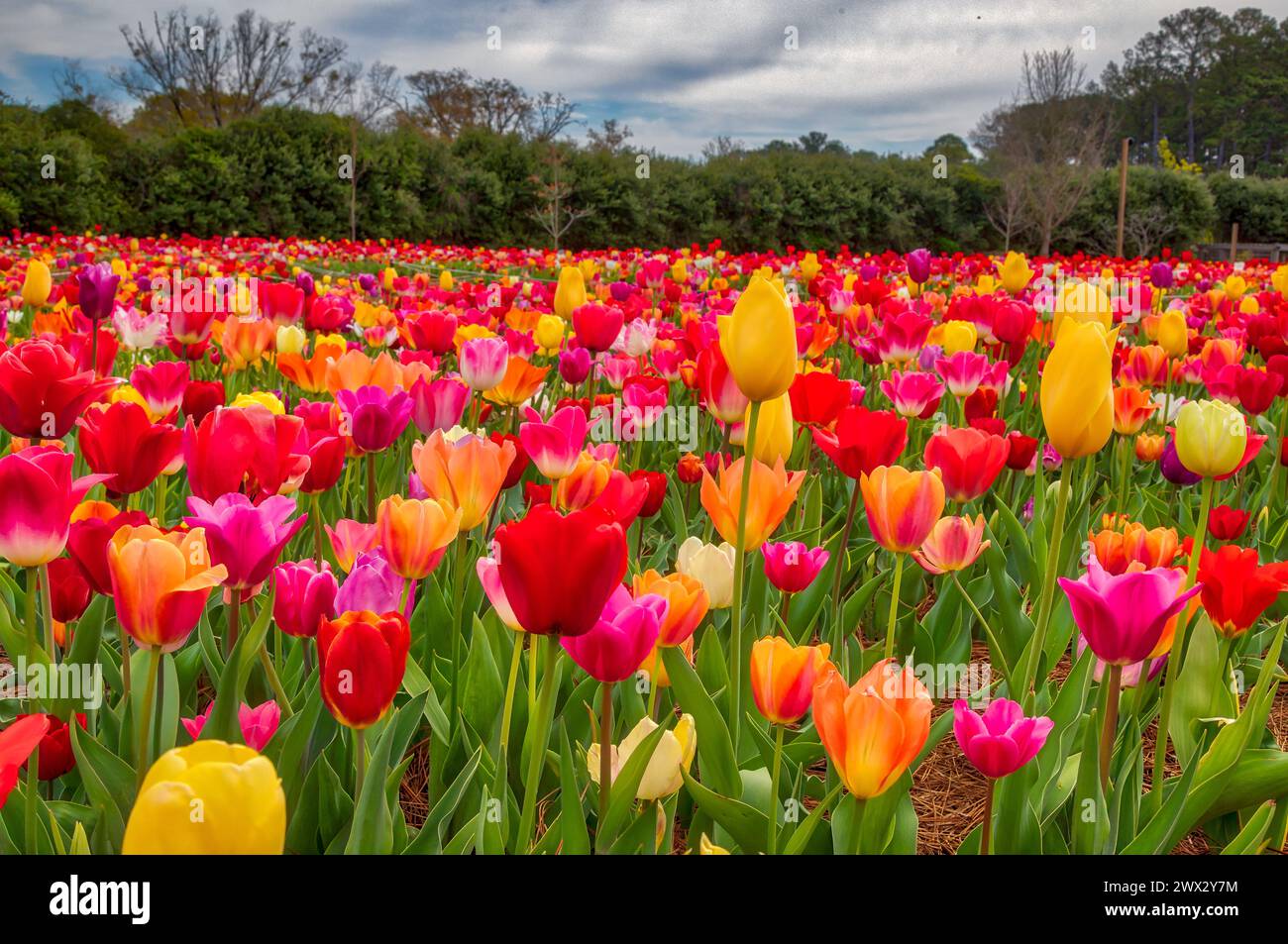 Callaway gardens hi-res stock photography and images - Alamy
