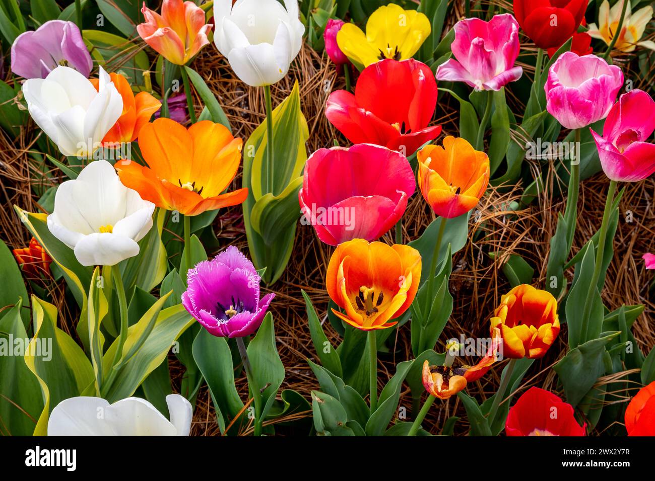 Callaway gardens hi-res stock photography and images - Alamy