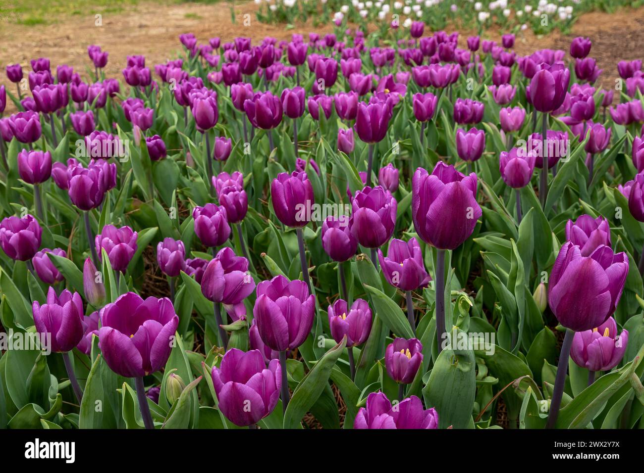 Callaway gardens hi-res stock photography and images - Alamy