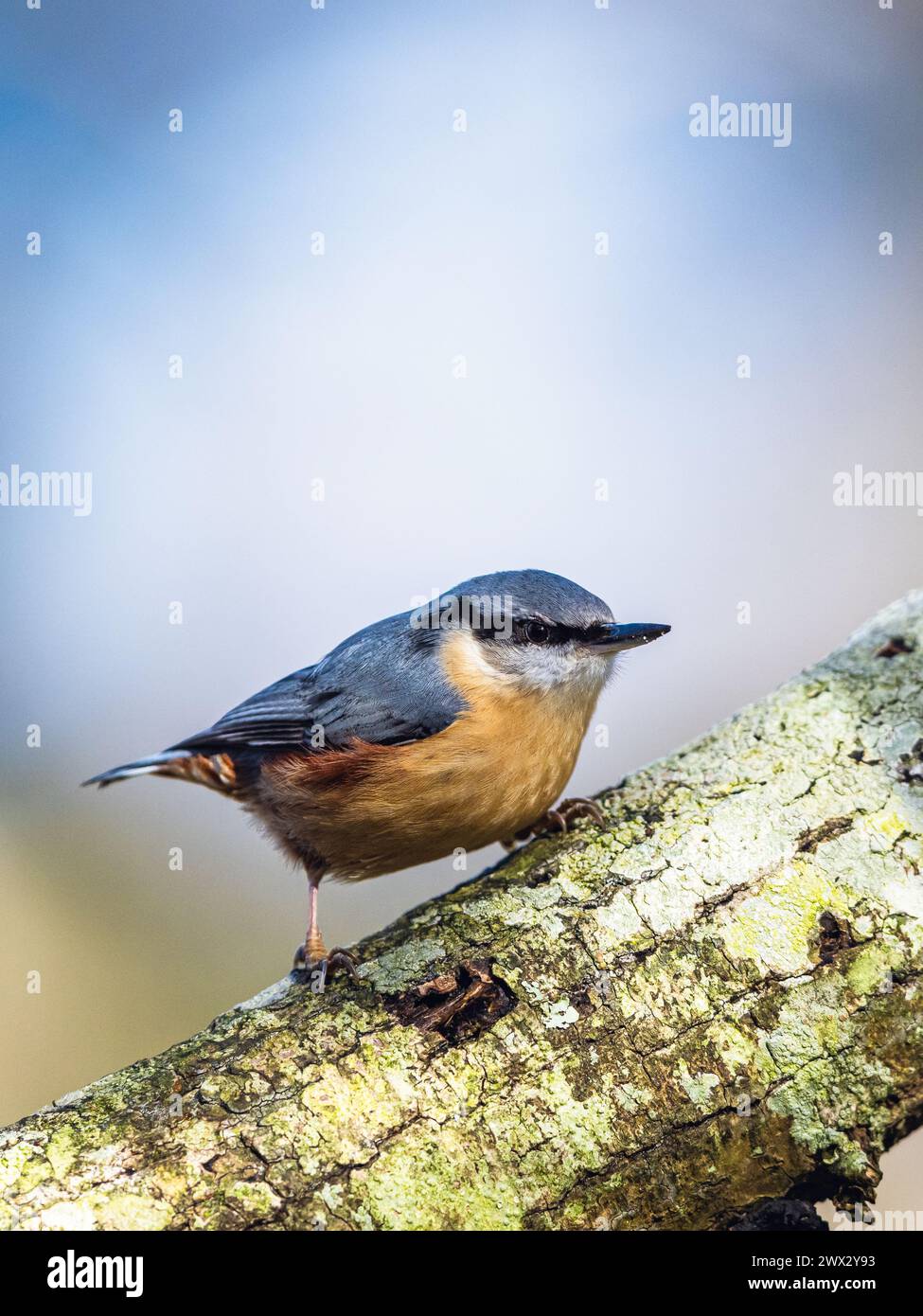 Nuthatch in the forest hi-res stock photography and images - Alamy