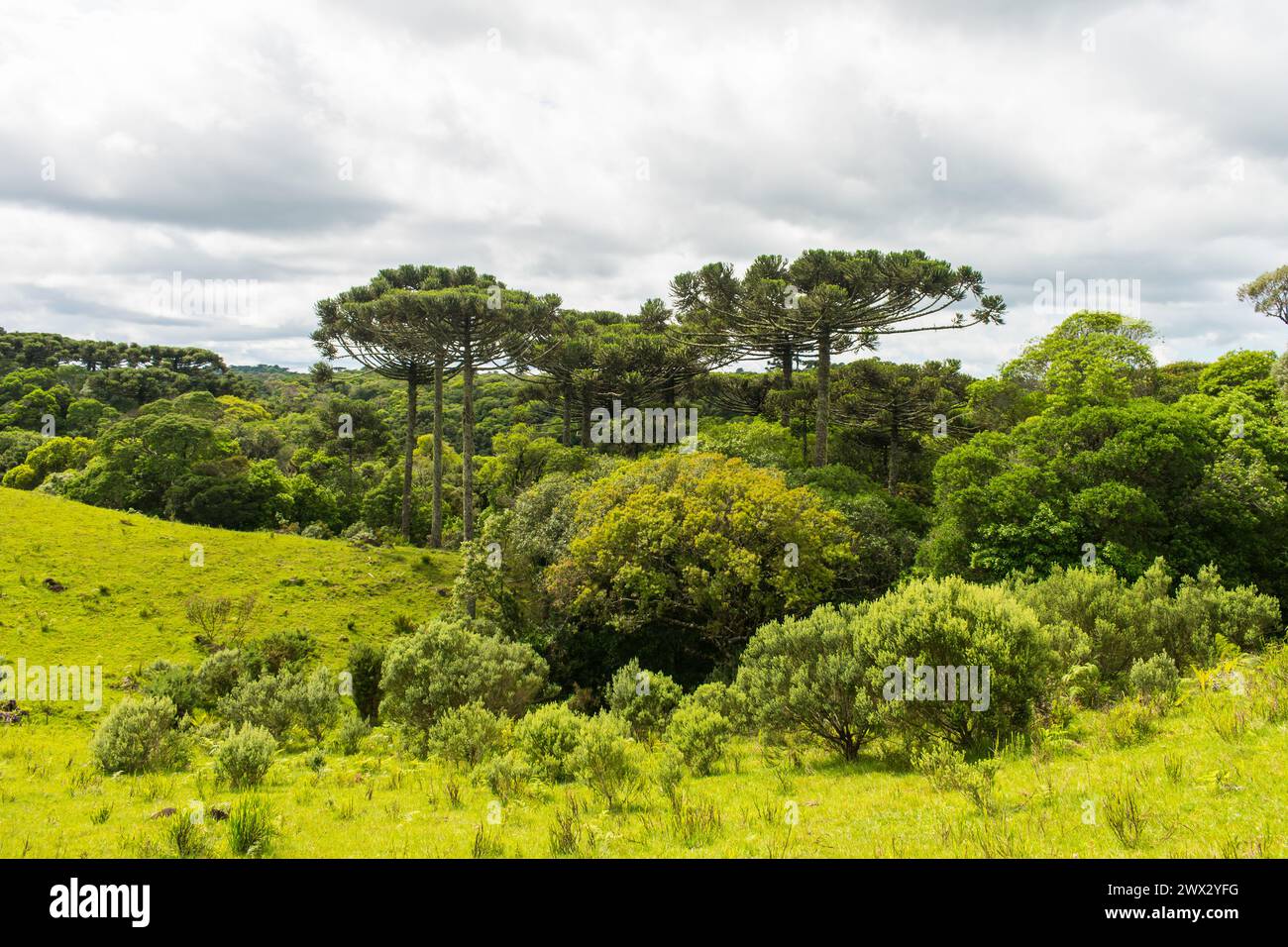 Parana Pine trees (Araucaria angustifolia) at Ronda Municipal Park in ...
