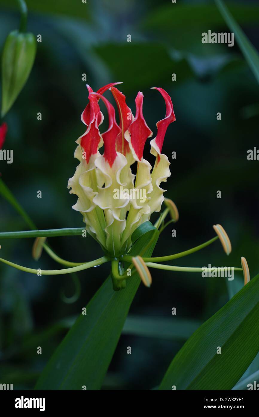 Gloriosa superaba (flame lily, glory lily, gloriosa lily). This plant ...