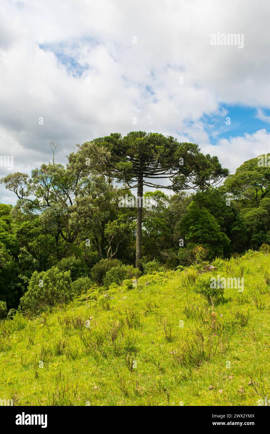 Parana Pine trees (Araucaria angustifolia) at Ronda Municipal Park in ...