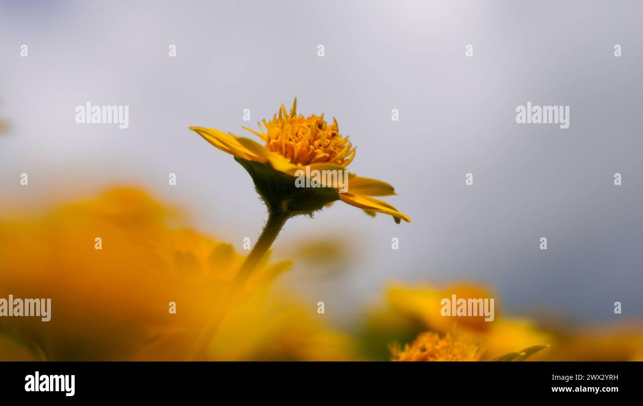A sunflower that is blooming in the morning and exposed to sunlight ...