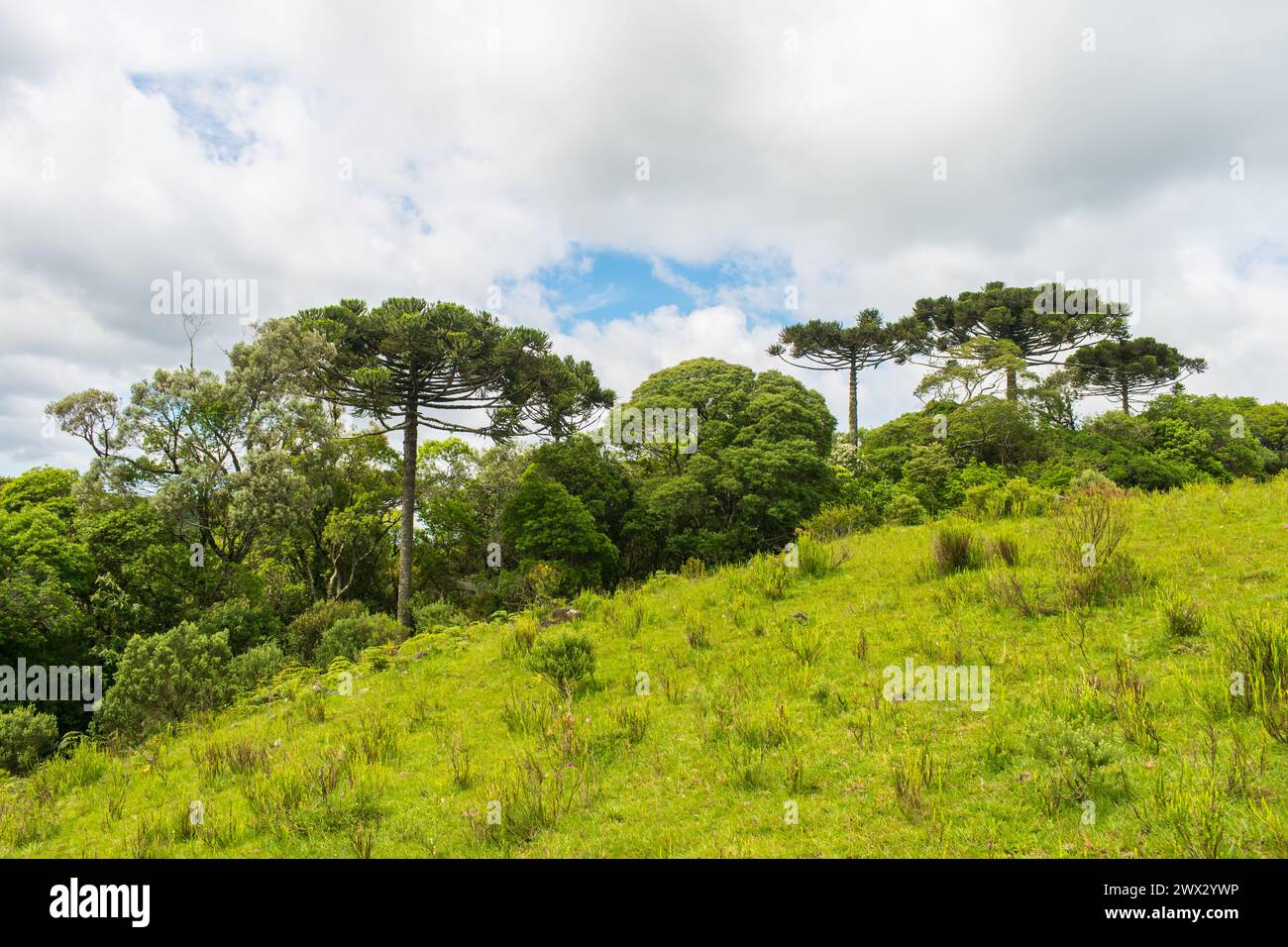 Parana Pine trees (Araucaria angustifolia) at Ronda Municipal Park in ...