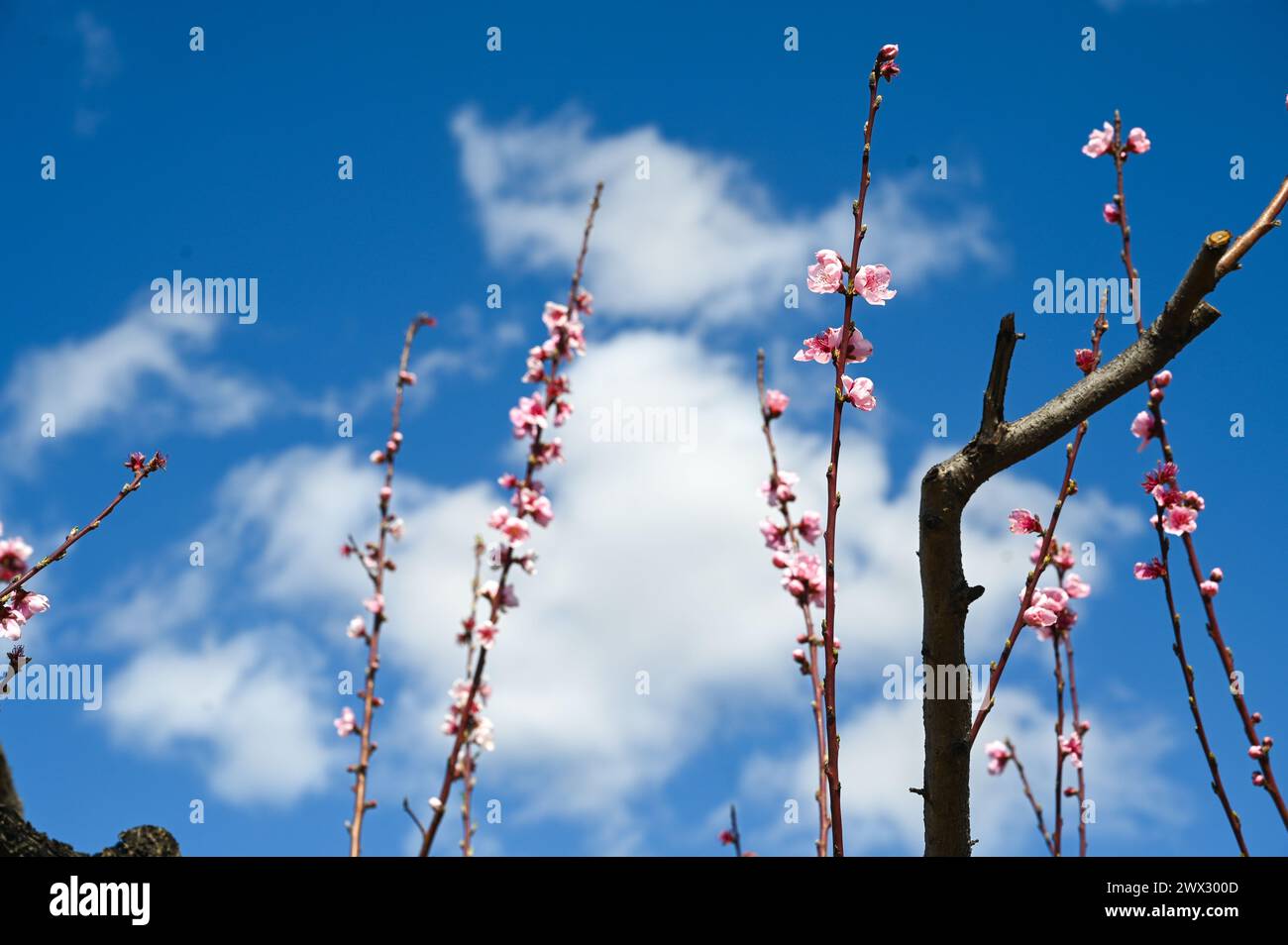 Peach trees in the orchard. Flowers on the branches. Orchard in early ...
