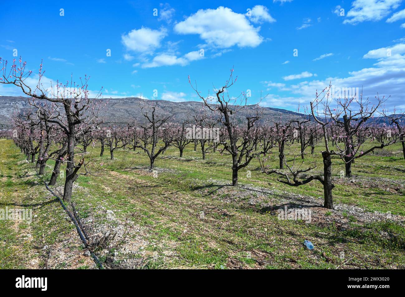 Peach trees in the orchard. Flowers on the branches. Orchard in early ...
