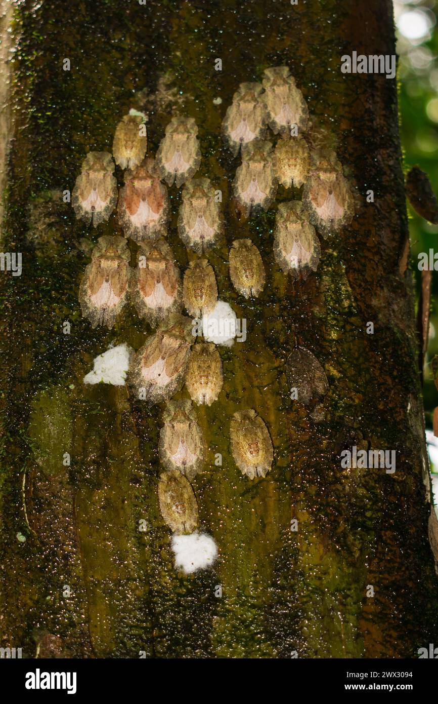 Neotropical bark bugs hi-res stock photography and images - Alamy