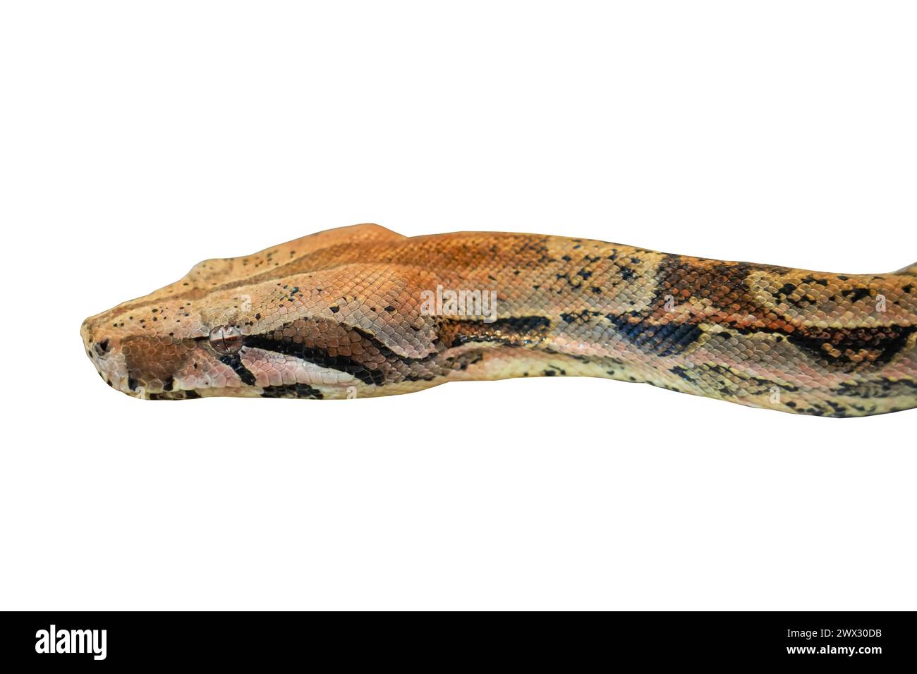 Python boa head isolated on white background Stock Photo - Alamy