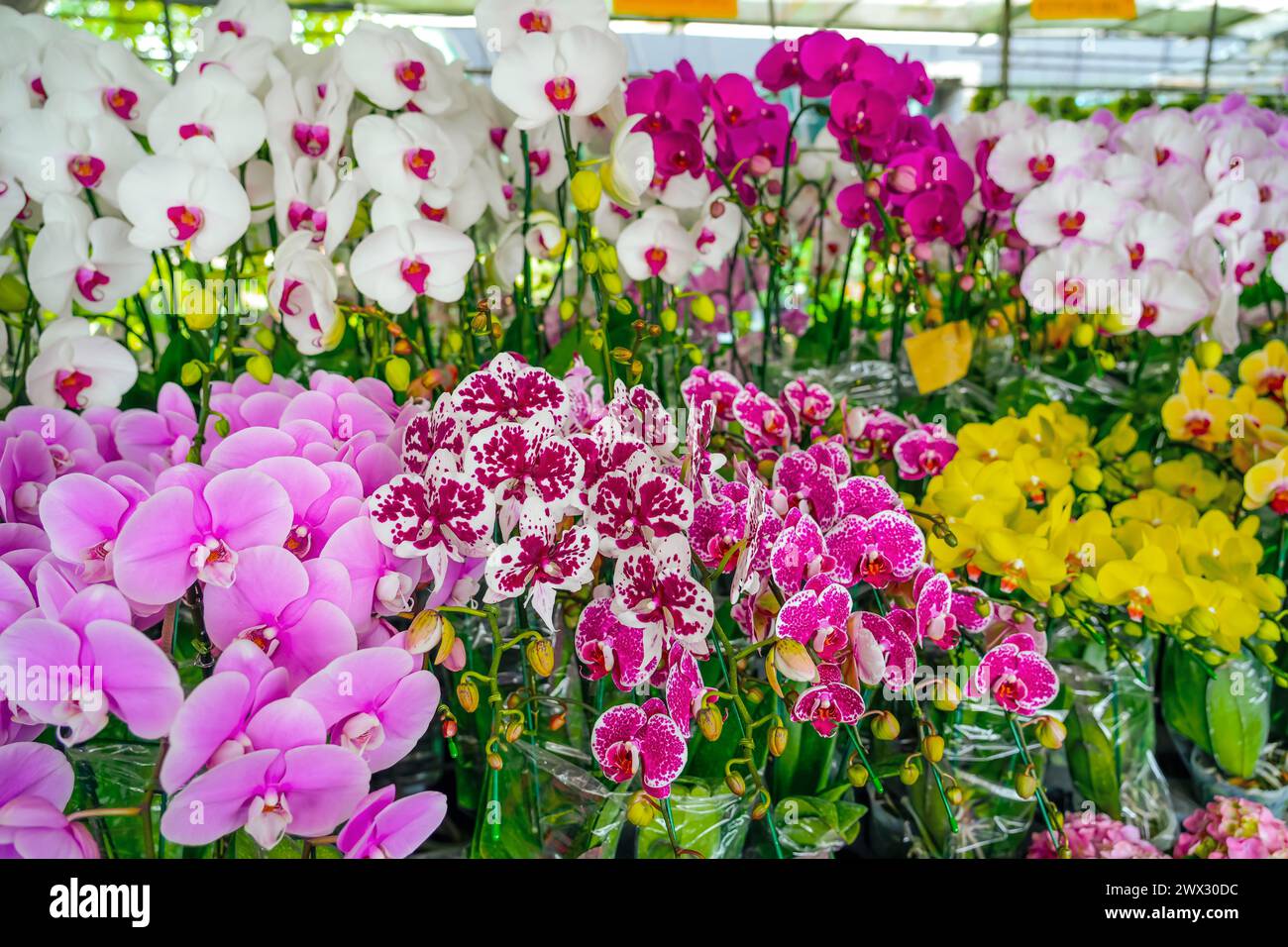 Many plants and inflorescences of white, purple, speckled scarlet ...