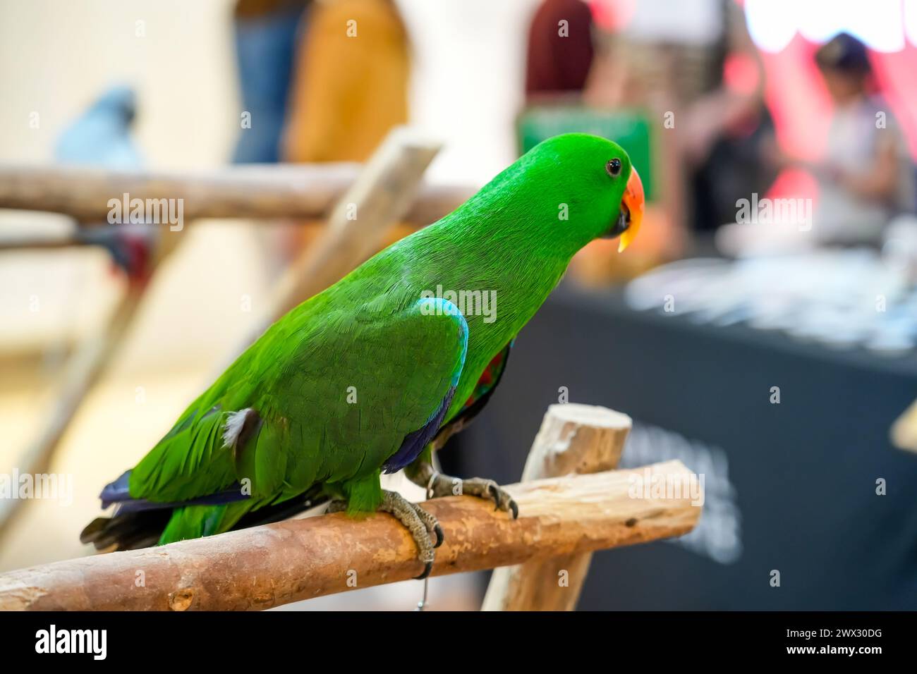 Green eclectus parrot talking while sitting on a perch around people ...