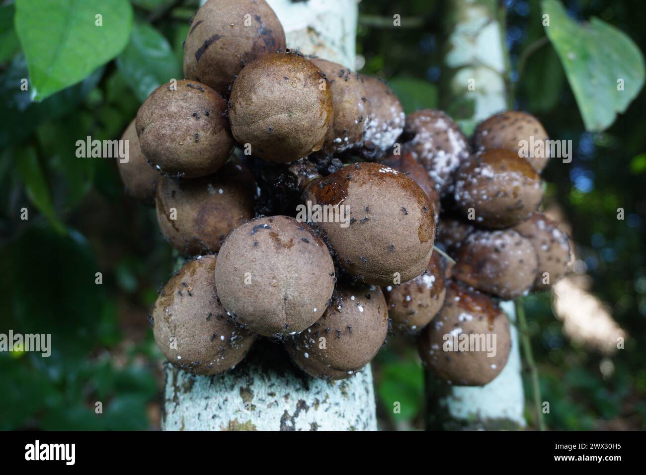 Keppel apple hi-res stock photography and images - Alamy