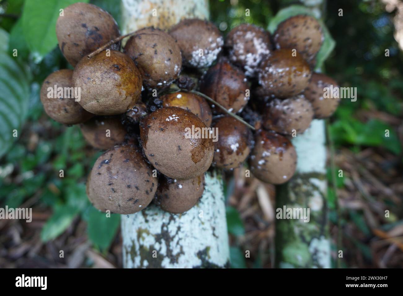 Keppel apple hi-res stock photography and images - Alamy