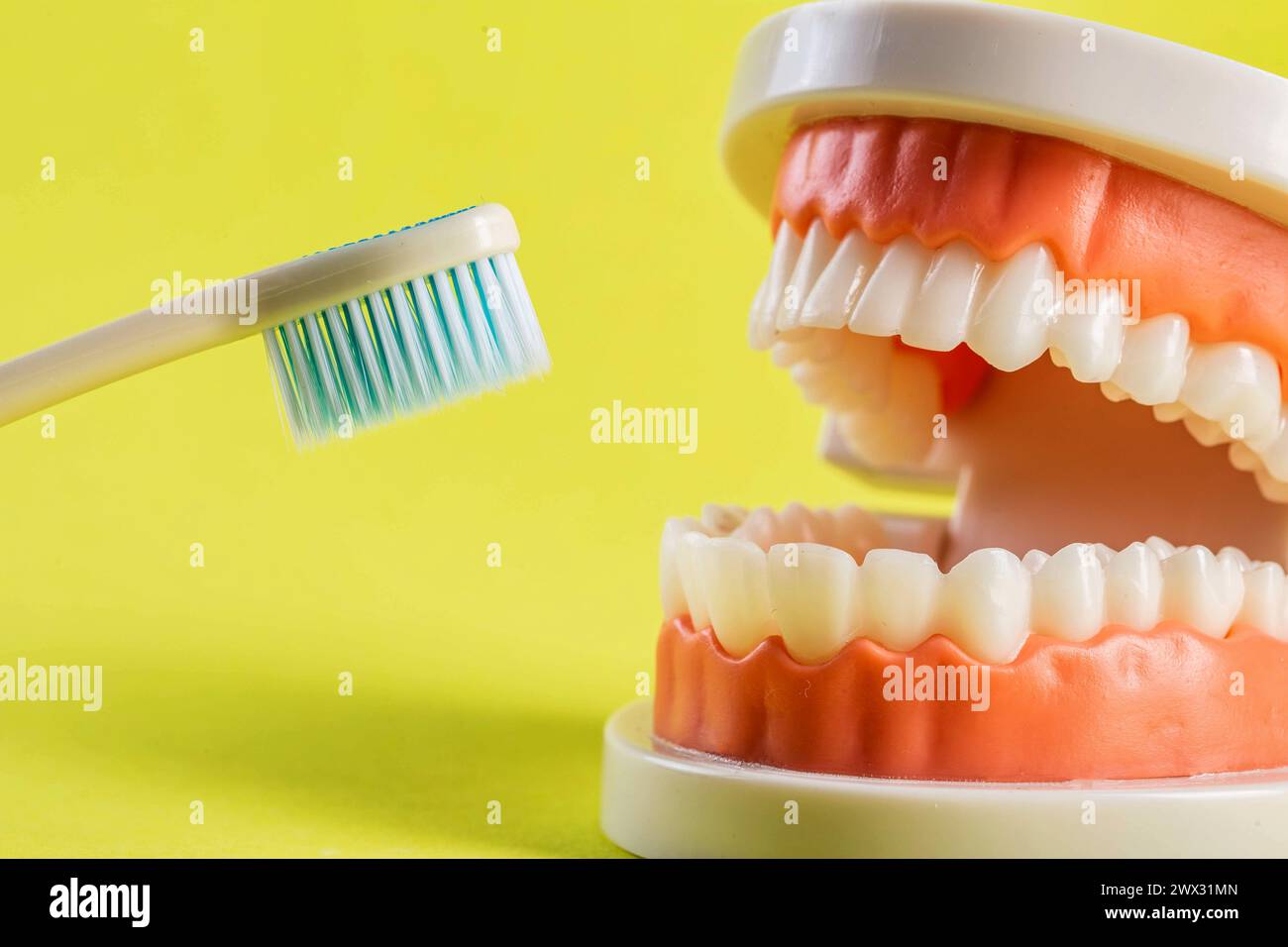 A toothbrush with medium-hard bristles near the oral cavity of a dental ...