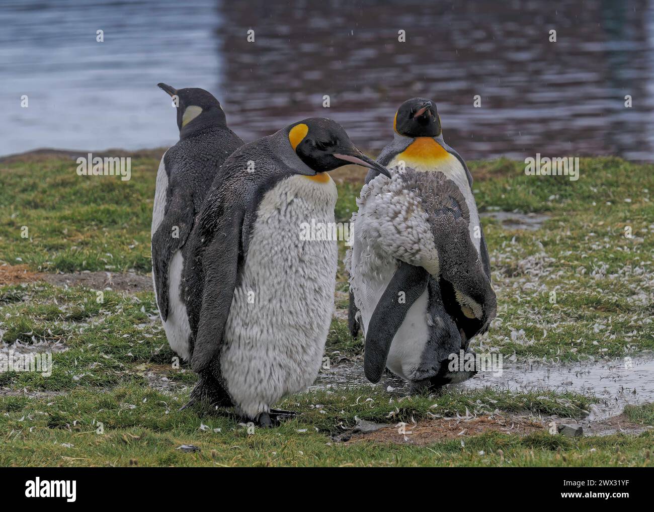 Penguin King (Aptenodytes patagonicus) standing around in the rain at ...