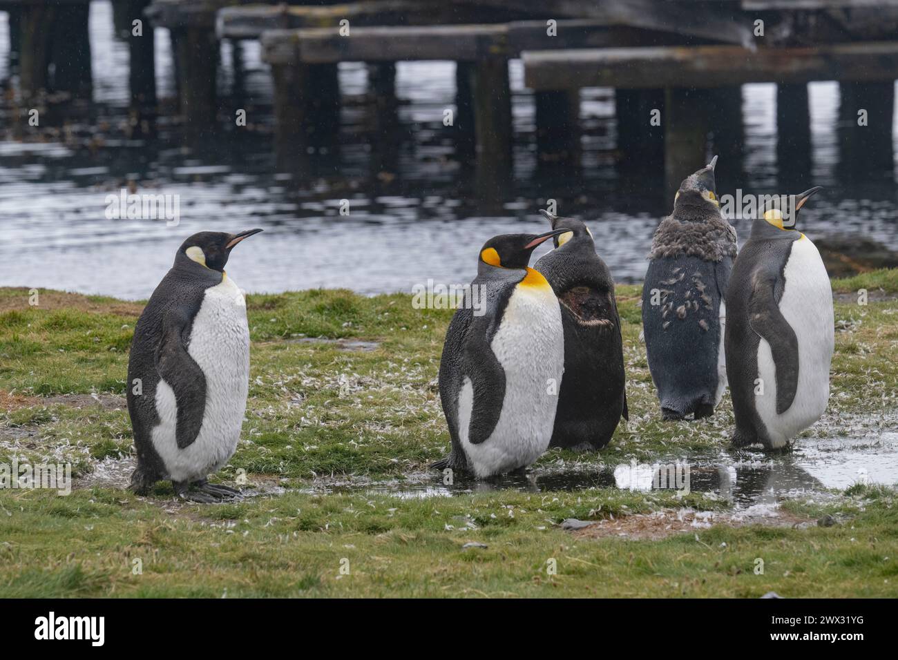 Penguin King (Aptenodytes patagonicus) standing around in the rain at ...
