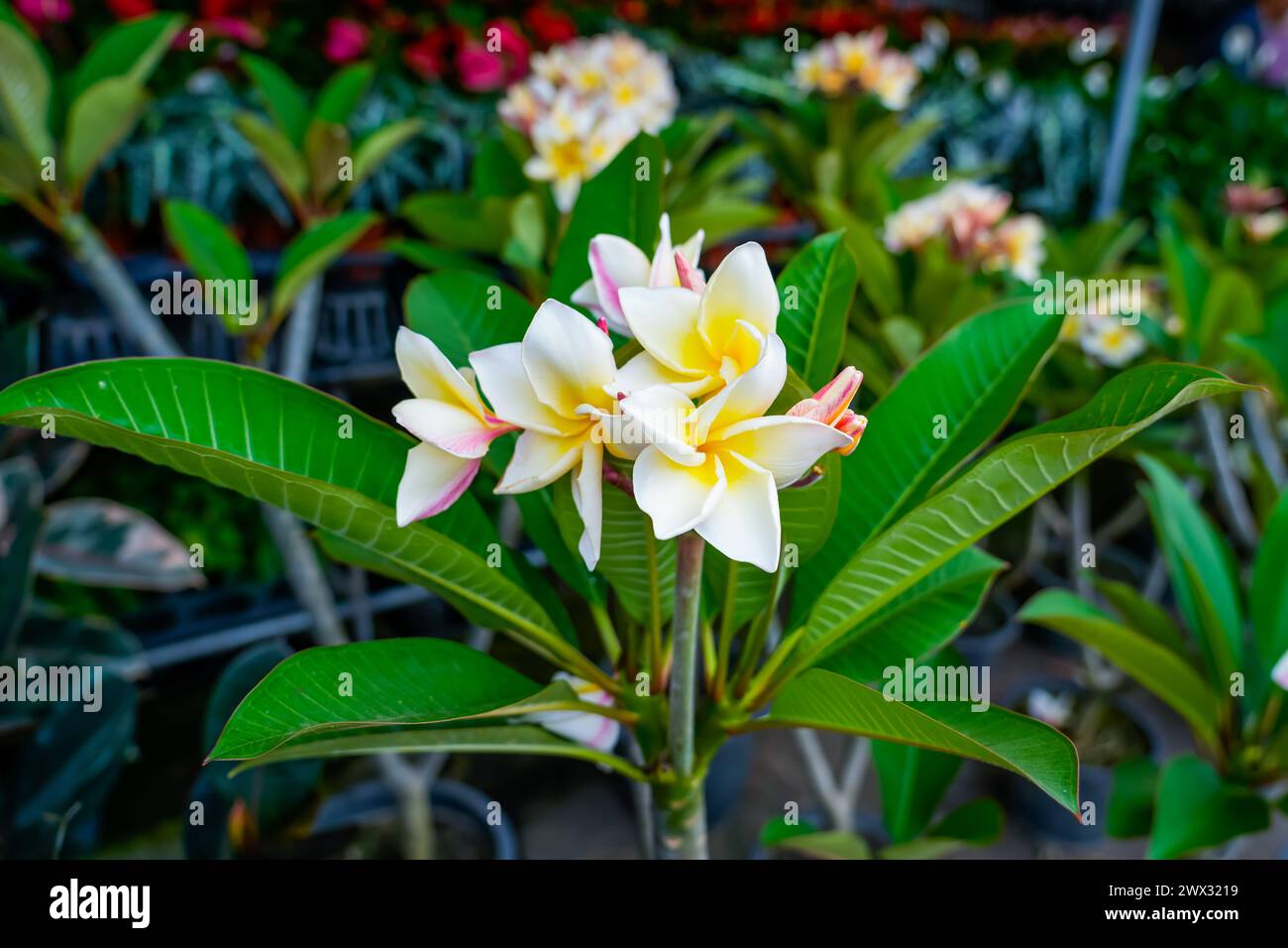 Vanilla creamy yellow flowers hybrid selection varieties of plumeria ...