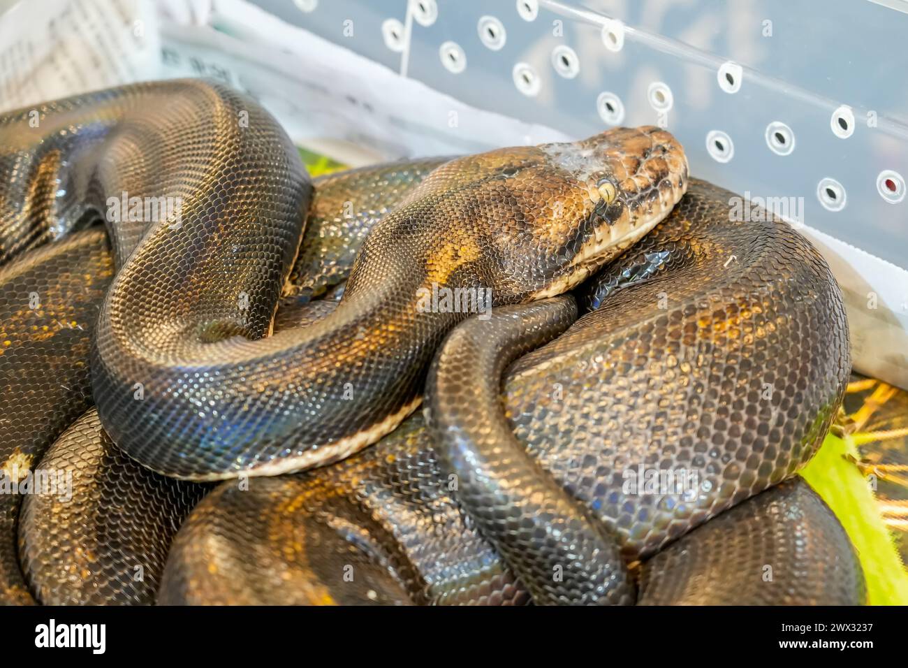 Brown Boa Constrictor Snake curled up resting transport in plastic box ...