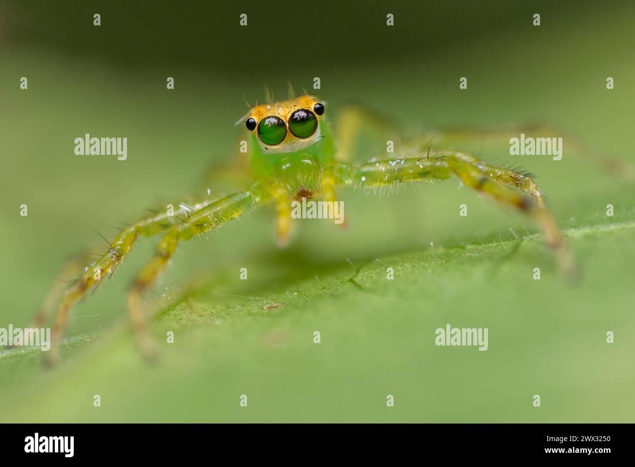 Thailand black jumper hi-res stock photography and images - Alamy