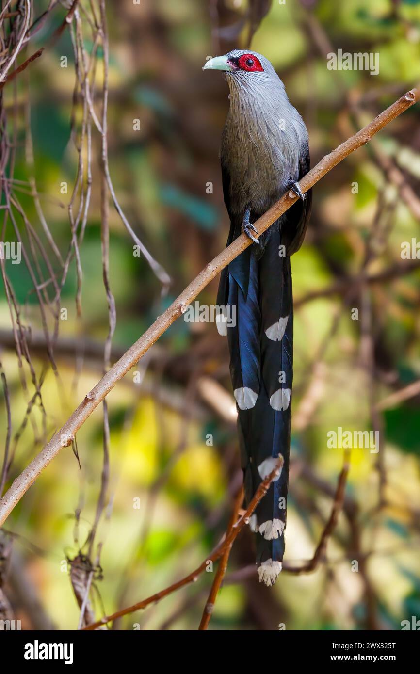A green-billed malkoha (Phaenicophaeus tristis) is standing on a branch ...