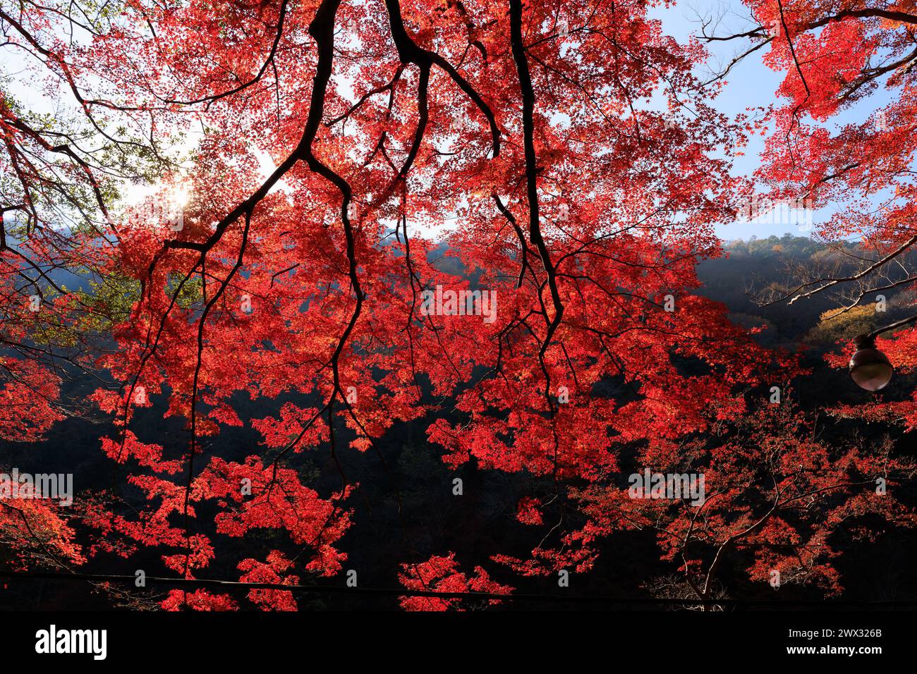 Vibrant red autumn foliage at Arashiyama, Japan Stock Photo - Alamy