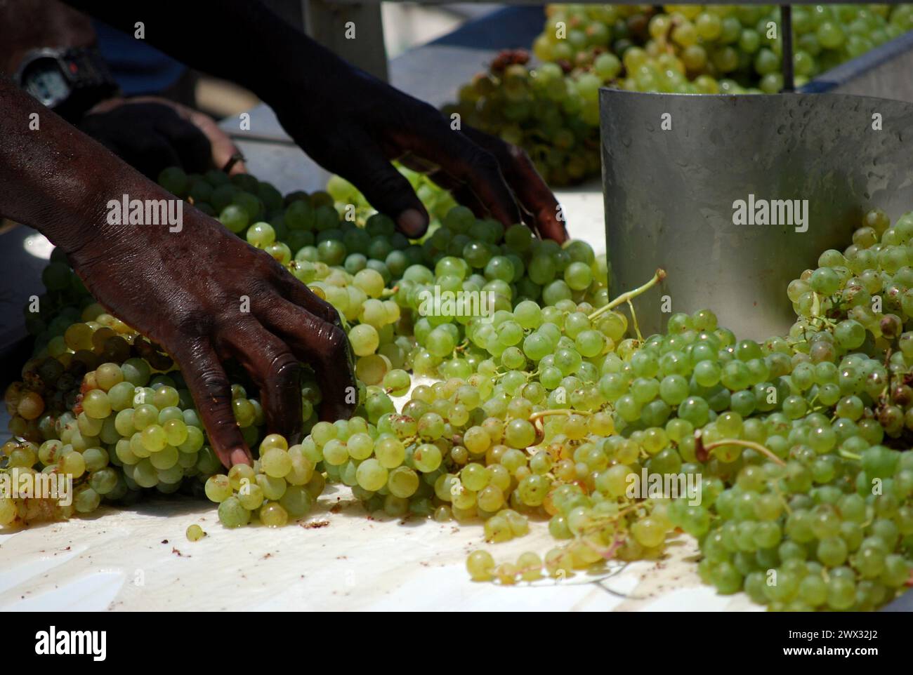worker preparing for the harvest Stock Photo - Alamy