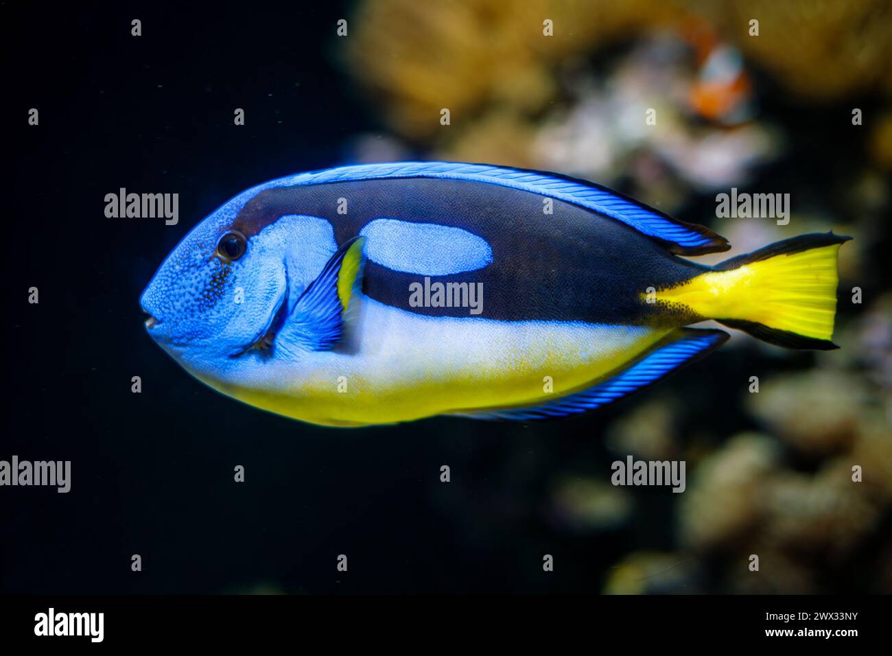Hippo fish underwater hi-res stock photography and images - Alamy