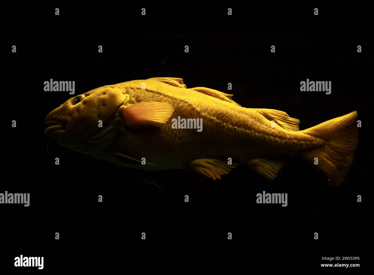 Atlantic cod underwater hi-res stock photography and images - Alamy