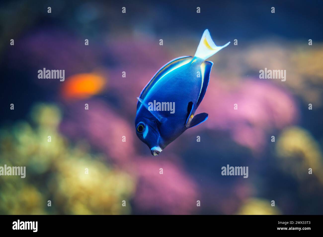 Powder-blue surgeonfish fish in sea Stock Photo - Alamy