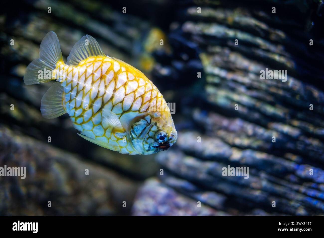 Australian pineapple fish hi-res stock photography and images - Alamy