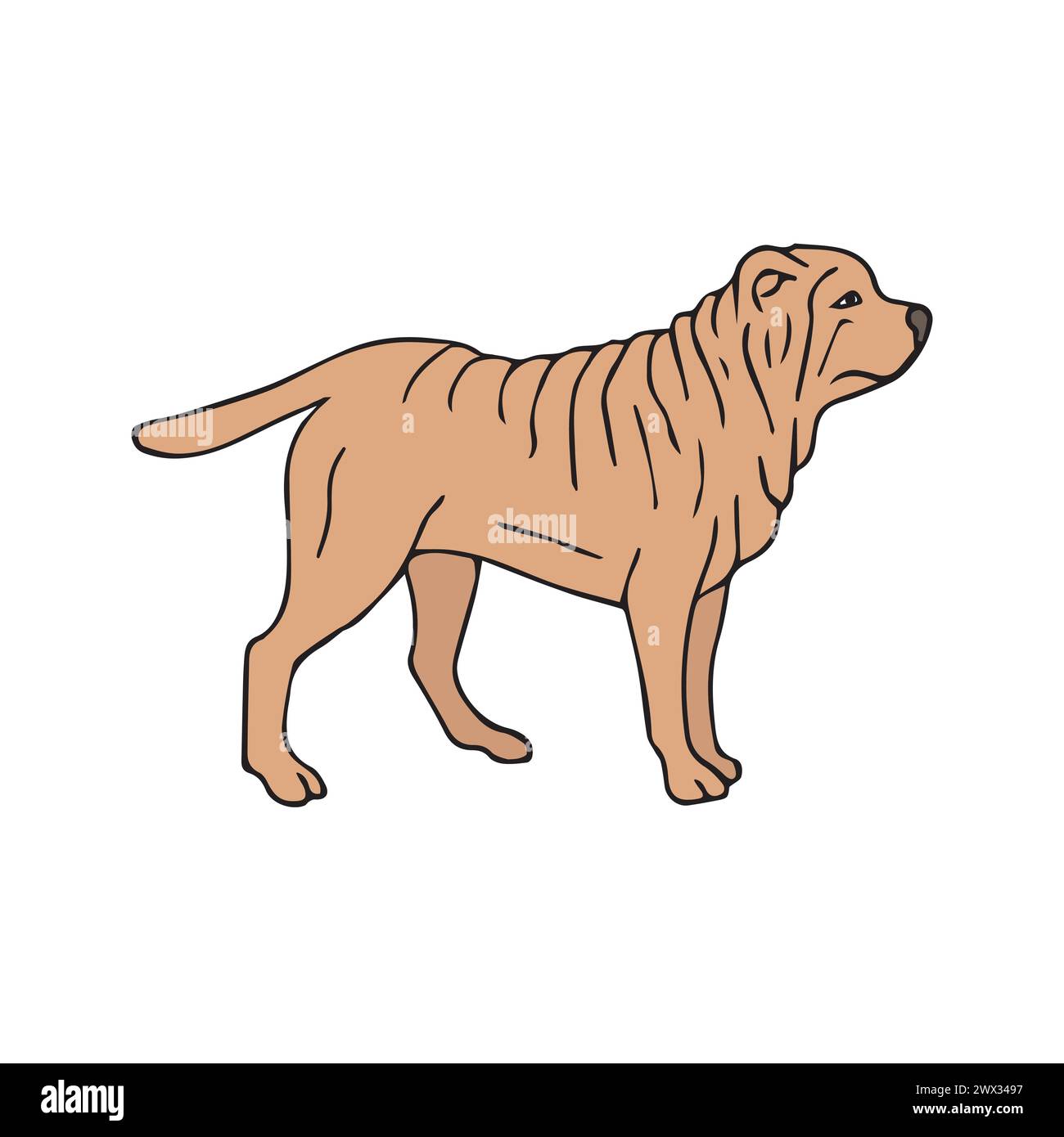 Vector hand drawn doodle sketch colored Shar Pei dog isolated on white ...