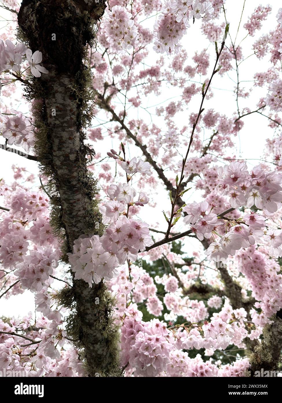 Beautiful pink cherry blossoms on a tree covered in lichen and moss, in ...