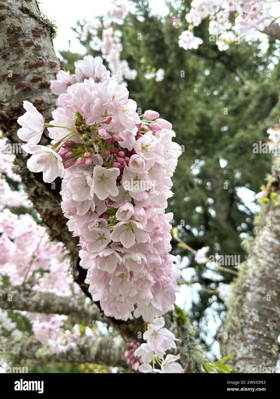 Beautiful pink cherry blossoms on a tree covered in lichen and moss, in ...