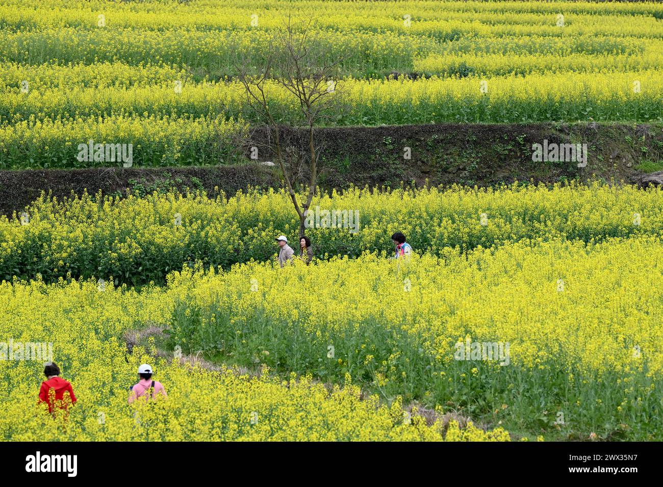Huangshan, China's Anhui Province. 27th Mar, 2024. Tourists visit a ...