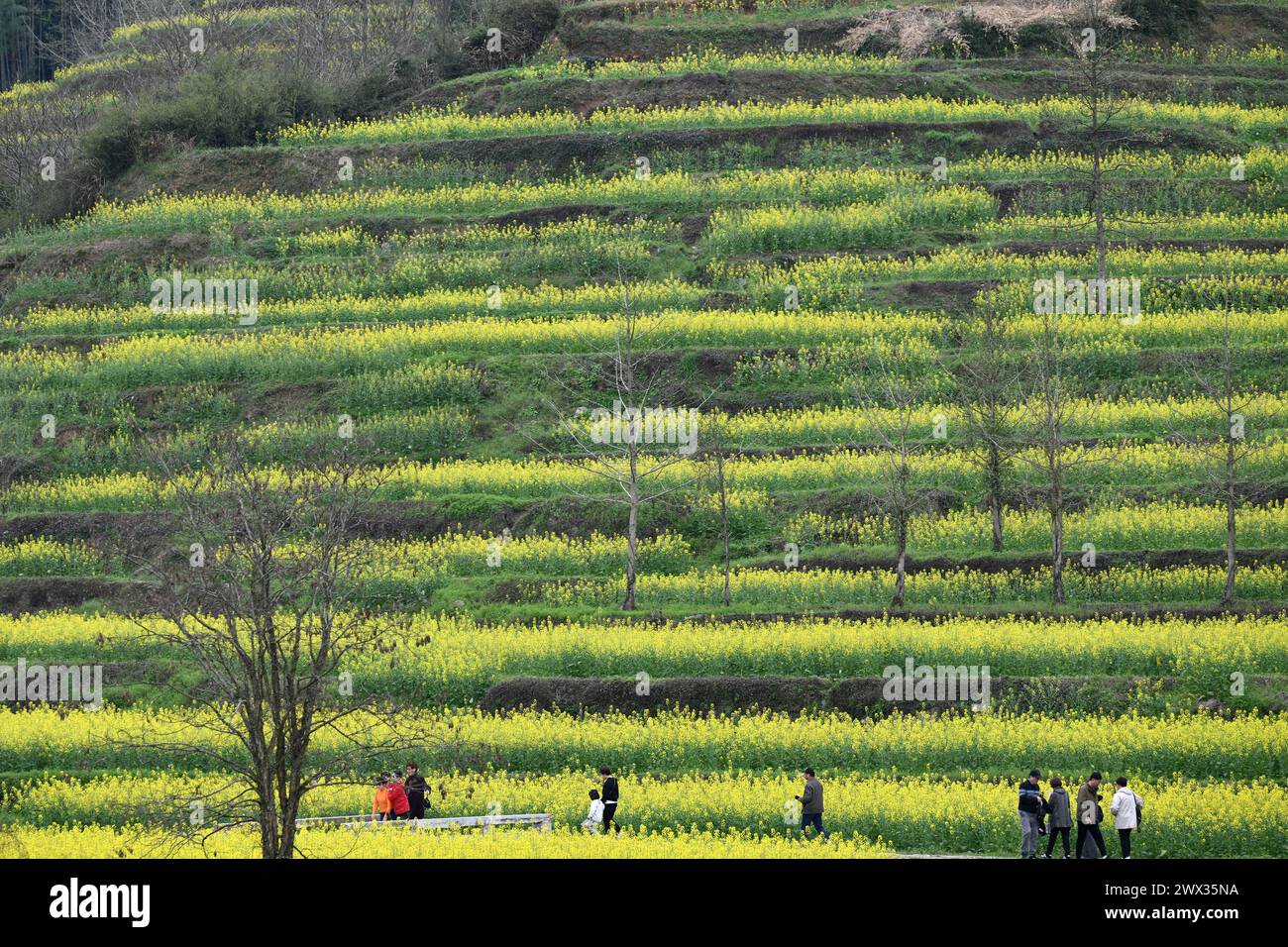 Huangshan, China's Anhui Province. 27th Mar, 2024. Tourists visit a ...