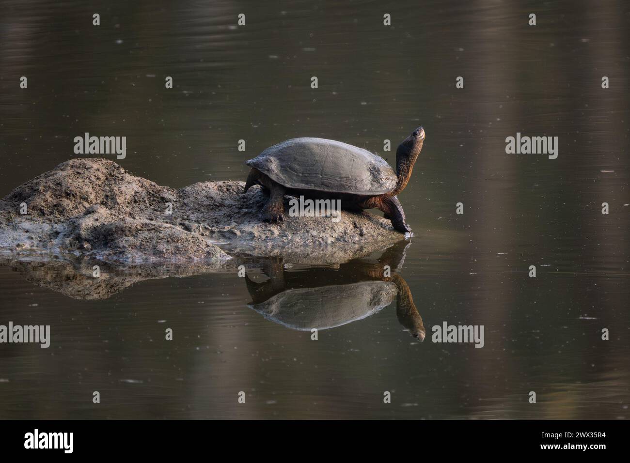 Indian Black Turtle - Melanochelys trijuga, beautiful medium-sized ...