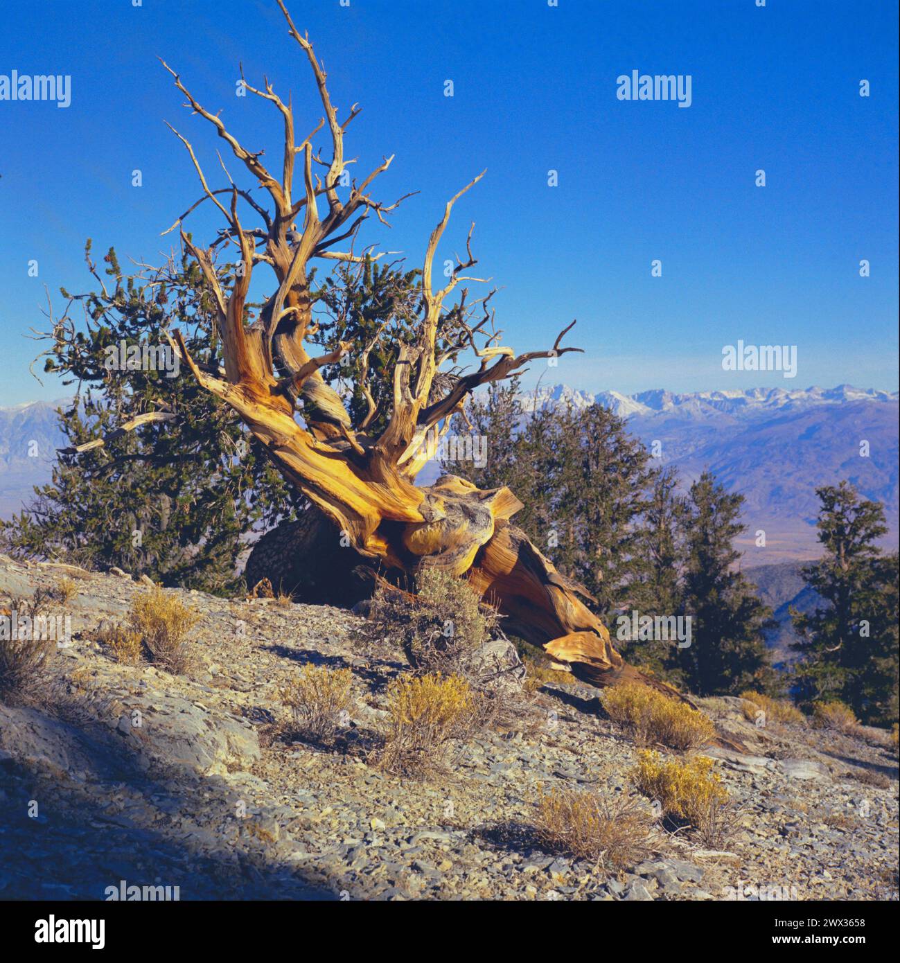 Bristlecone Pine tree on top of mountain, Ancient Bristlecone Pine ...