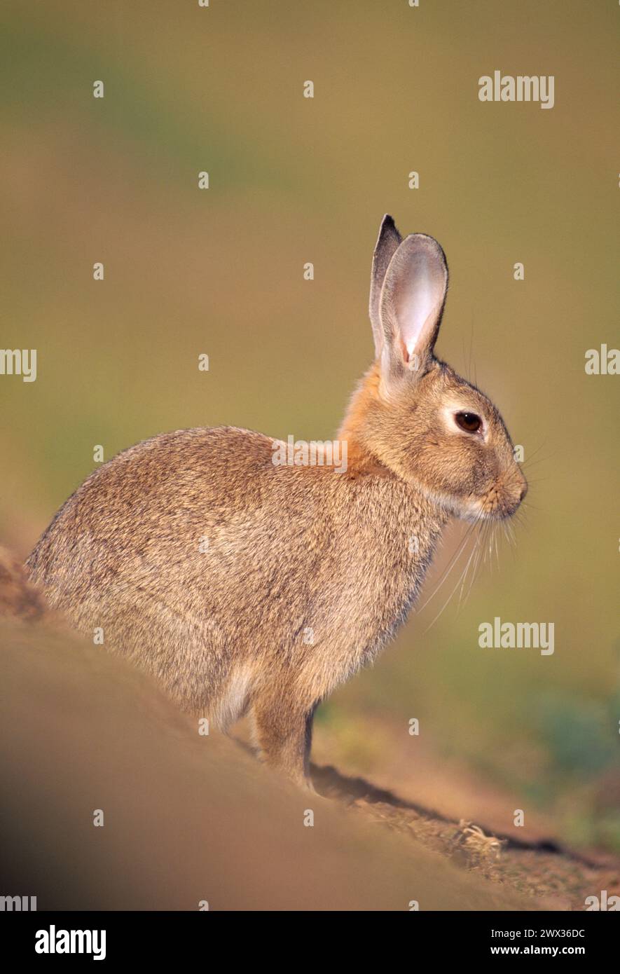 Rabbit burrow scotland hi-res stock photography and images - Alamy
